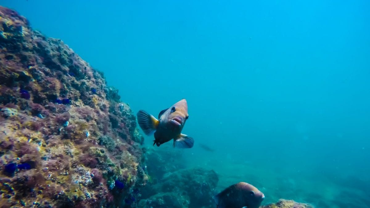 Tortuga Island Day Tour From Santa Teresa and Malpais